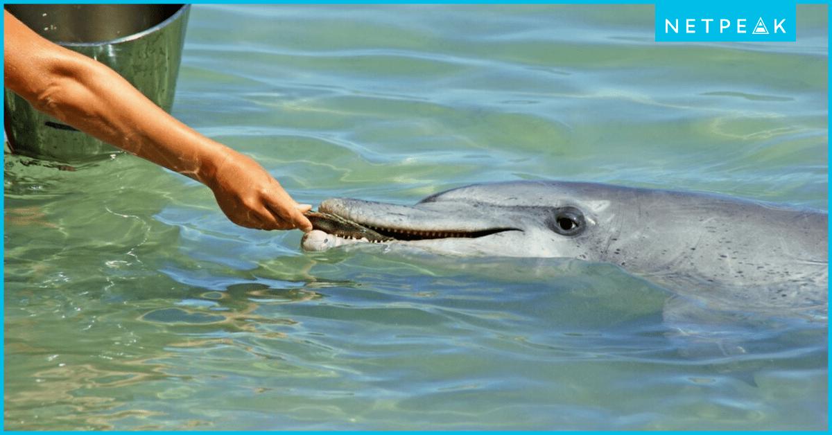 Что такое XML-feed: как его создать и отредактировать